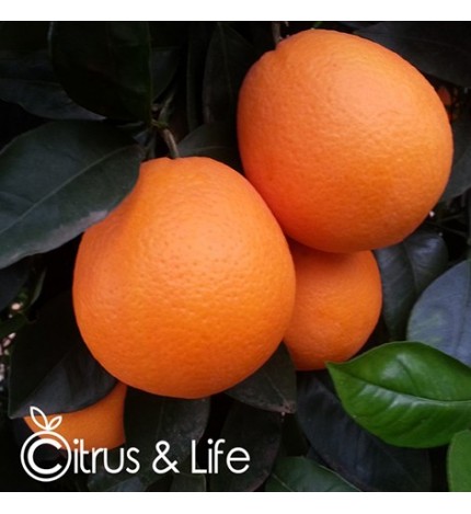 Buy Navelina Sweet Oranges